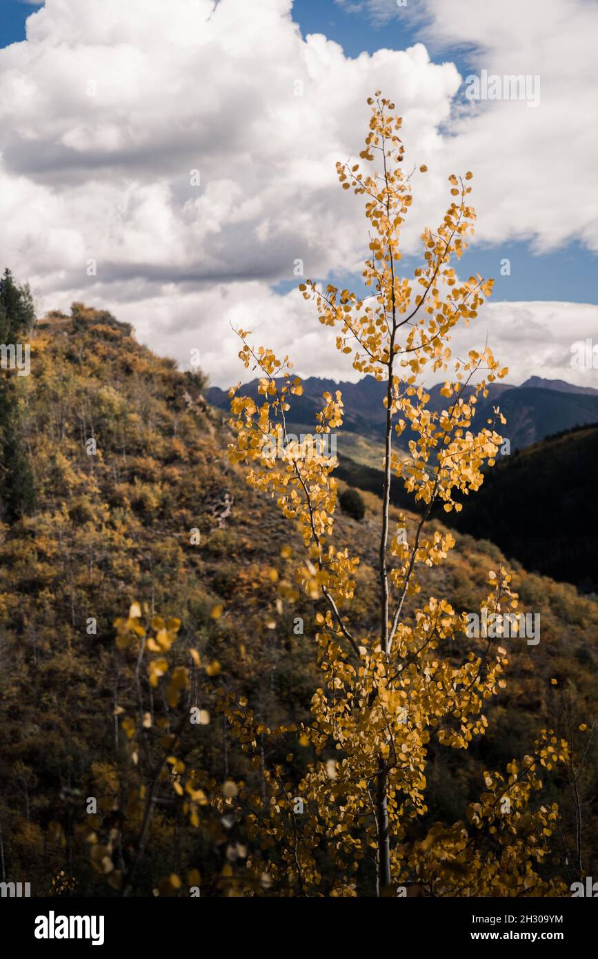 Fall foliage in Vail, Colorado Stock Photo - Alamy