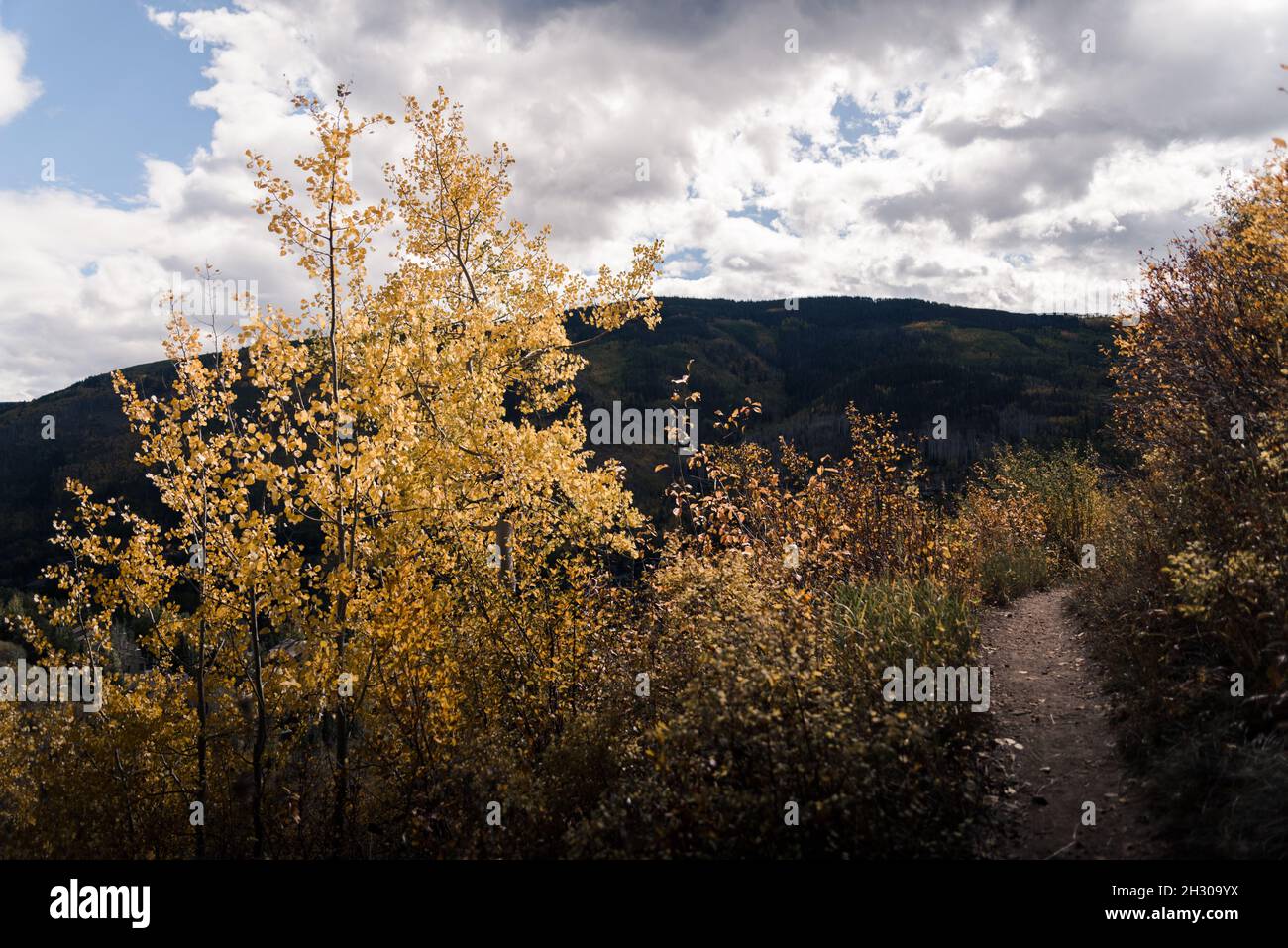 Fall foliage in Vail, Colorado Stock Photo - Alamy