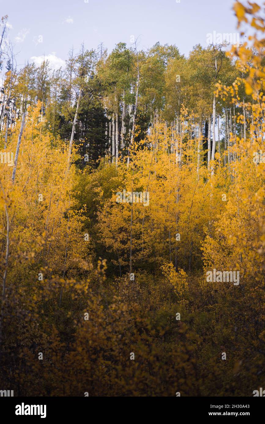 Fall foliage in Vail, Colorado Stock Photo - Alamy