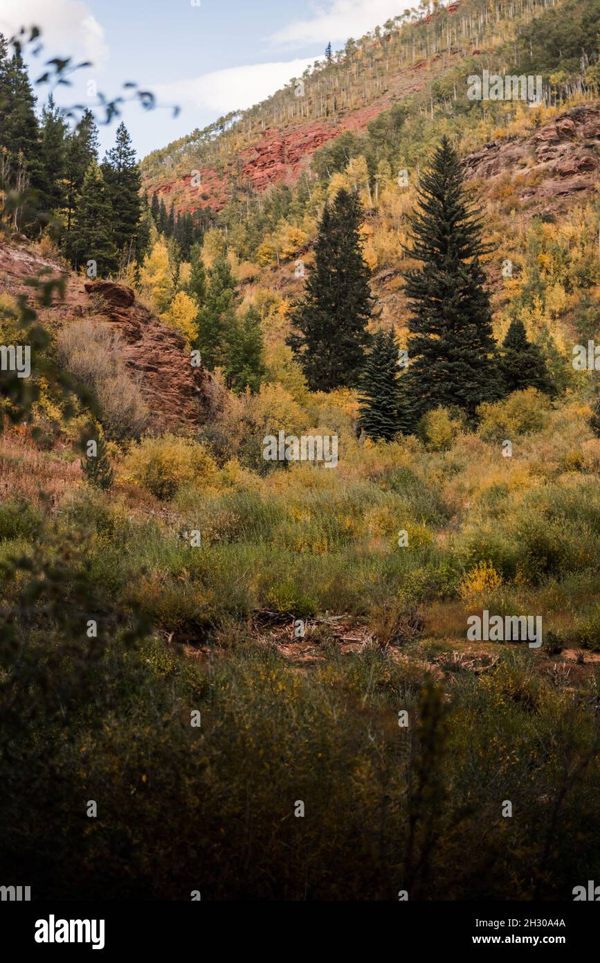 Fall foliage in Vail, Colorado Stock Photo - Alamy