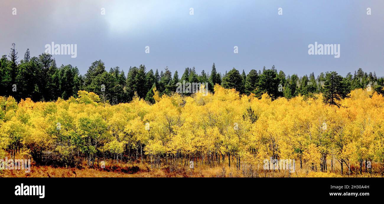 Yellow Aspen and Evergreen trees in forest during Autumn season before ...