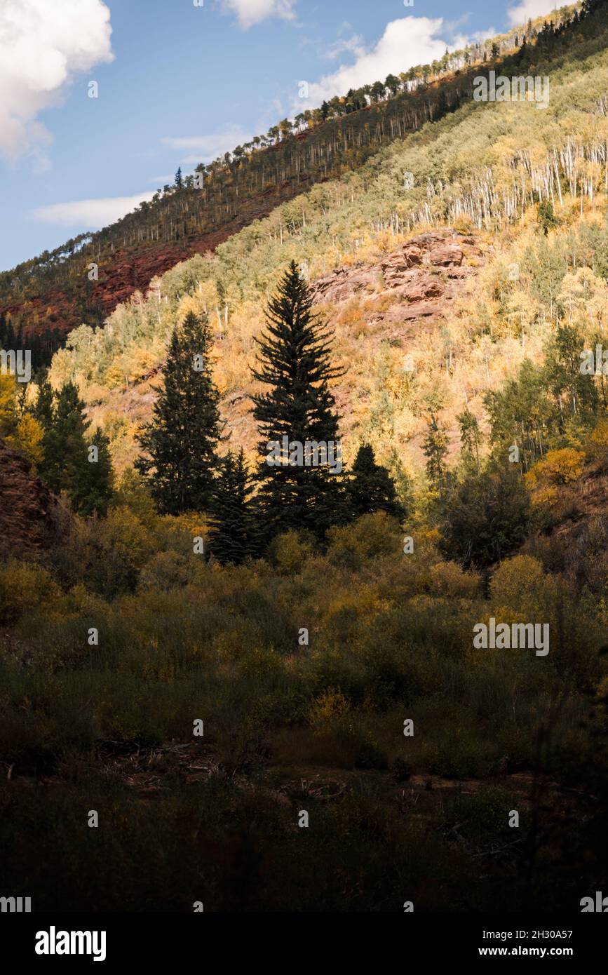 Fall foliage in Vail, Colorado Stock Photo - Alamy