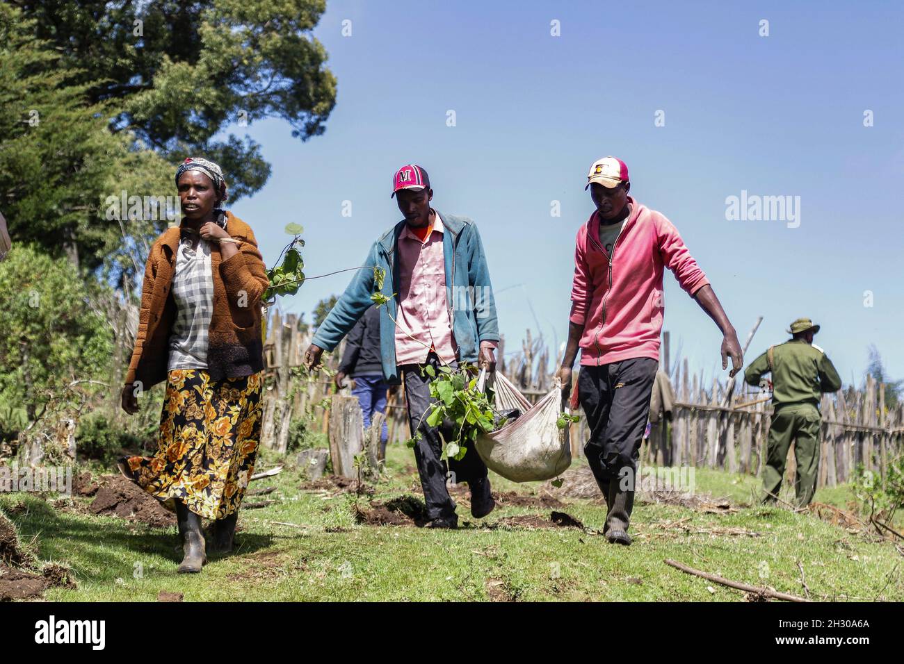 Nakuru, Kenya, 23/10/2021, Volunteers carry tree seedlings to be ...