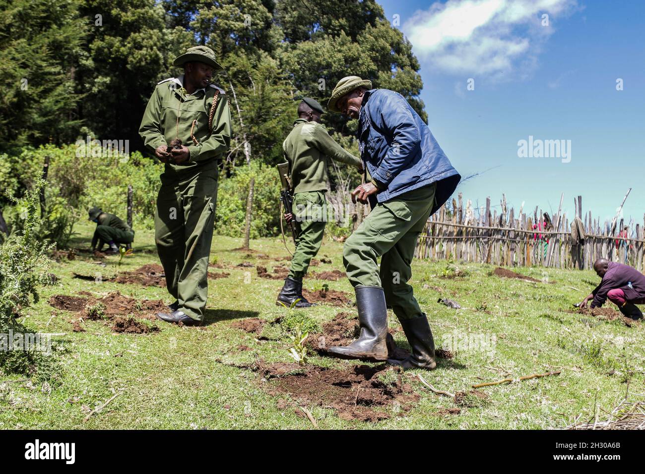 Nakuru, Kenya, 23/10/2021, Kenya forest service rangers plant tree ...