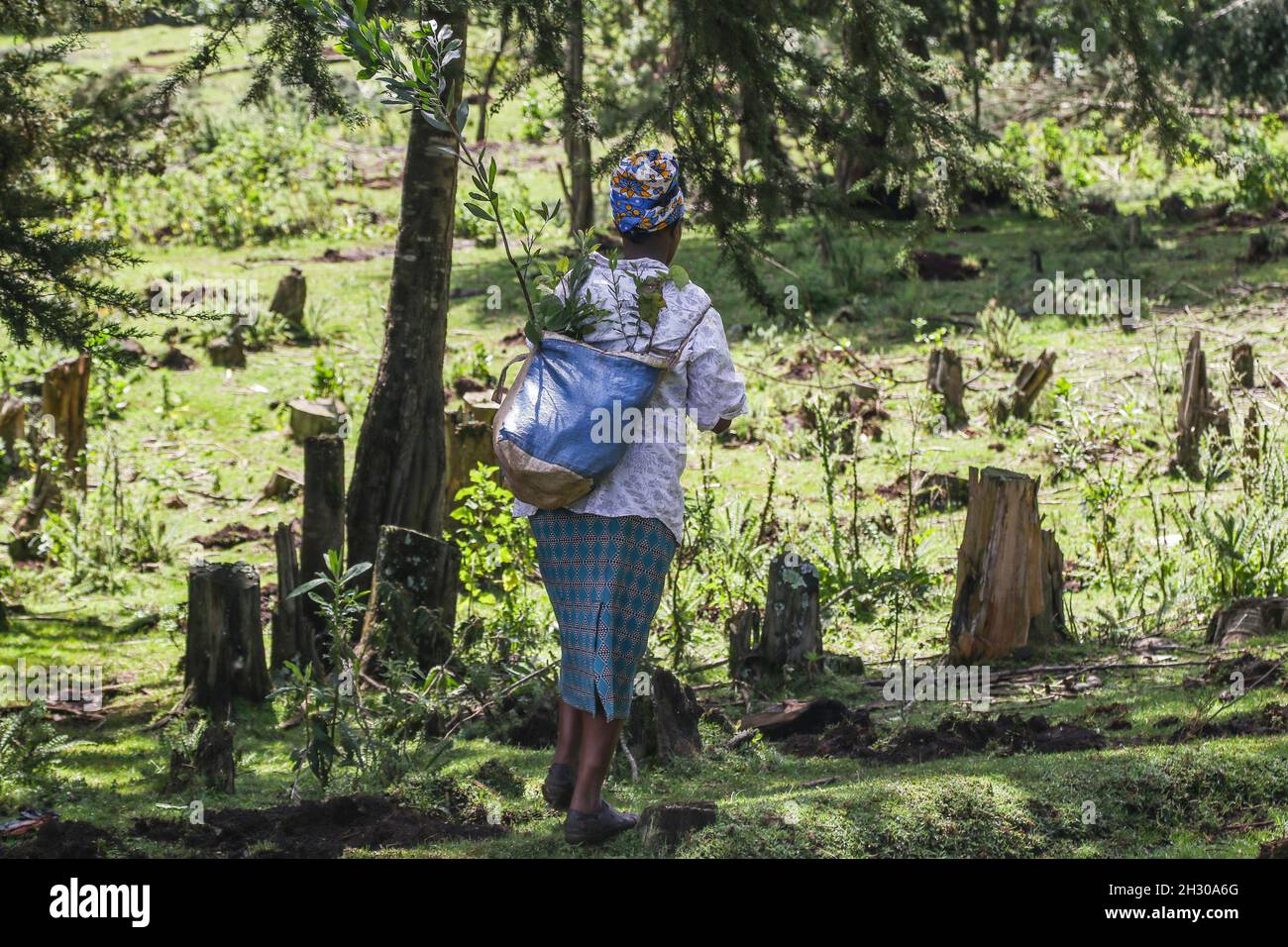 Nakuru, Kenya, 23/10/2021, A woman carries tree seedlings in a bag on ...