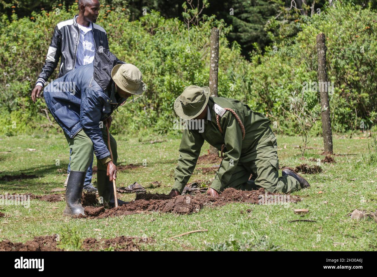 Nakuru, Kenya, 23/10/2021, An armed Kenya forest service ranger plants ...