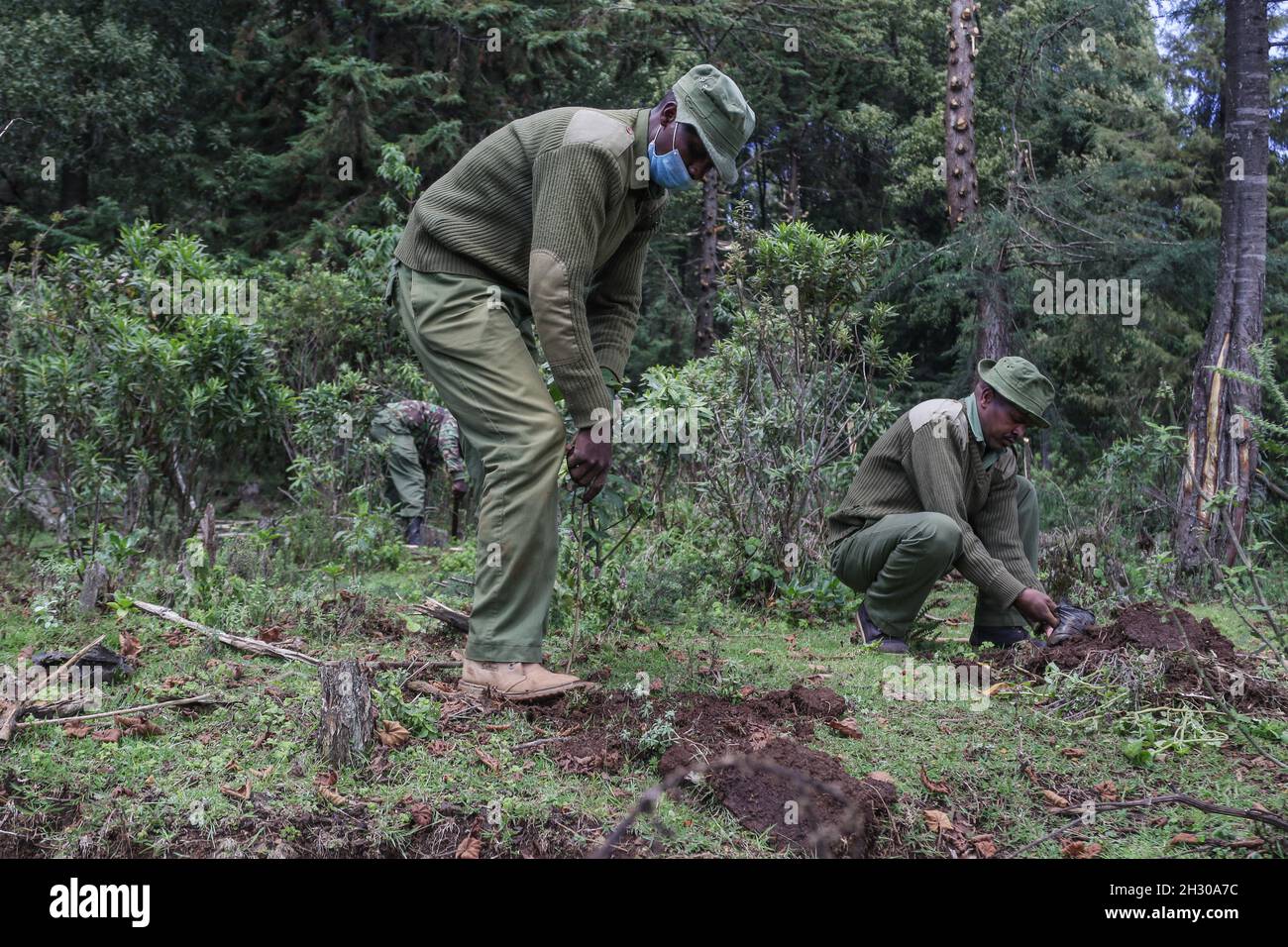 Nakuru, Kenya, 23/10/2021, Kenya forest service rangers plant tree ...