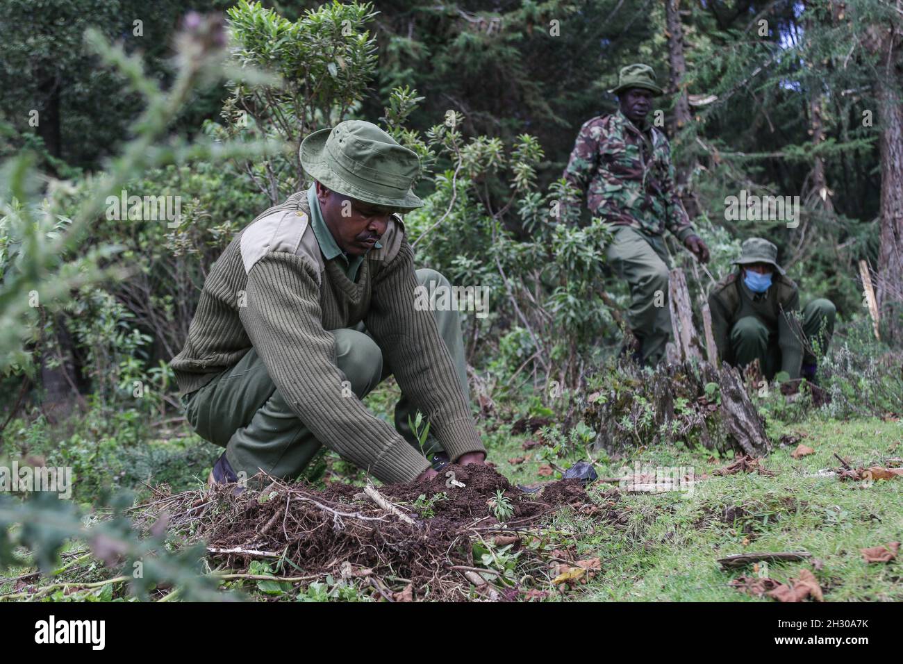 Nakuru, Kenya, 23/10/2021, Kenya forest service rangers plant tree ...