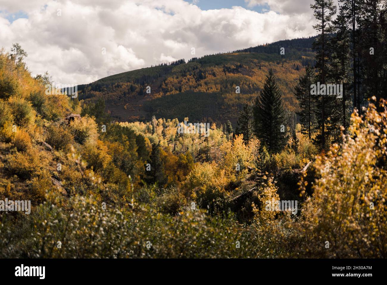Fall foliage in Vail, Colorado Stock Photo - Alamy