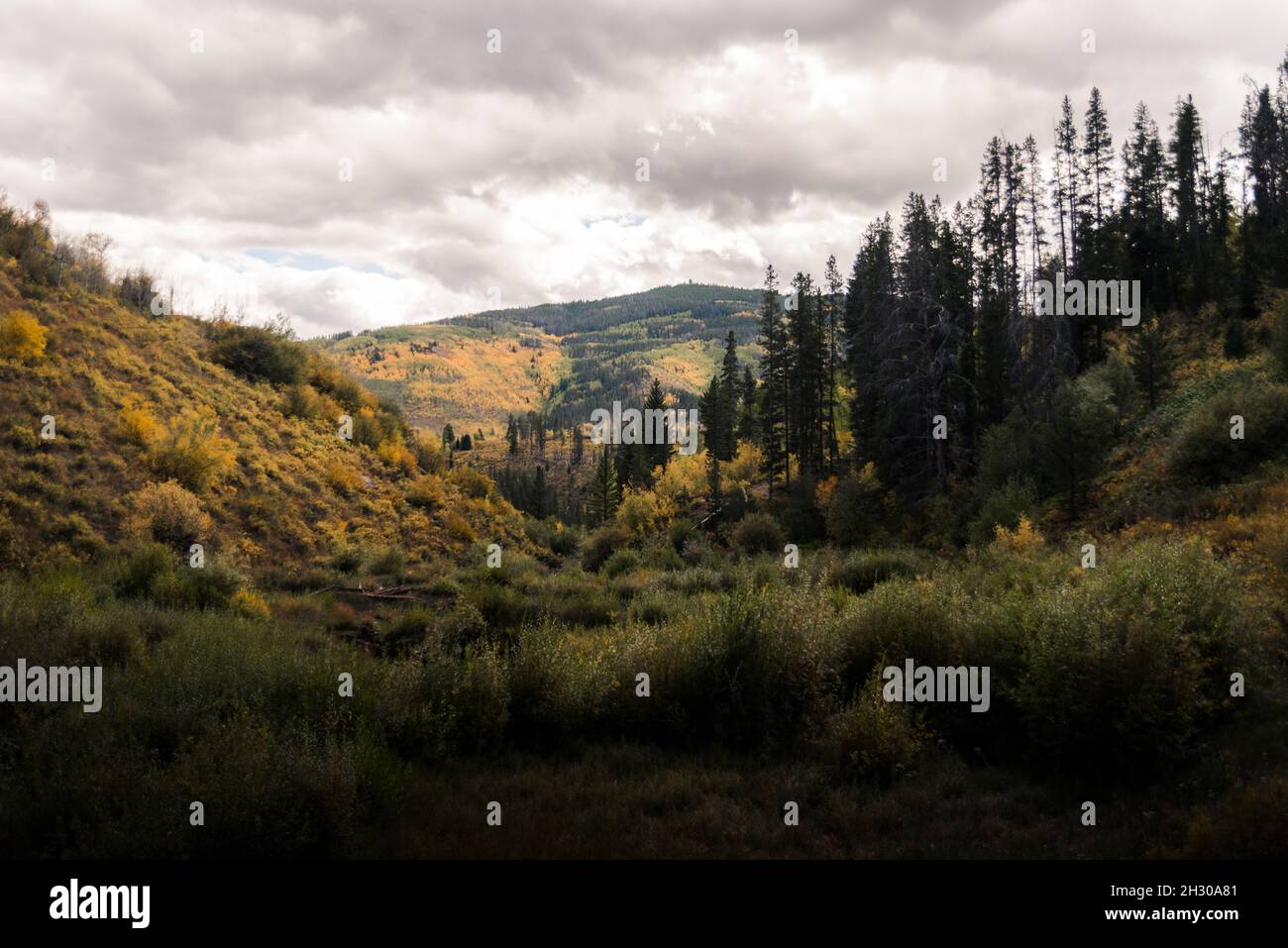 Fall foliage in Vail, Colorado Stock Photo - Alamy