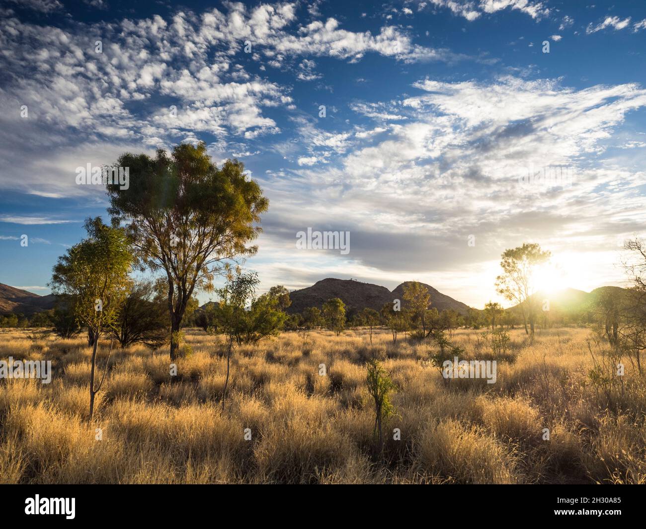 Sunset over Mt Zeil and spinifex (triodia spp.) at Mt Zeil Wilderness ...