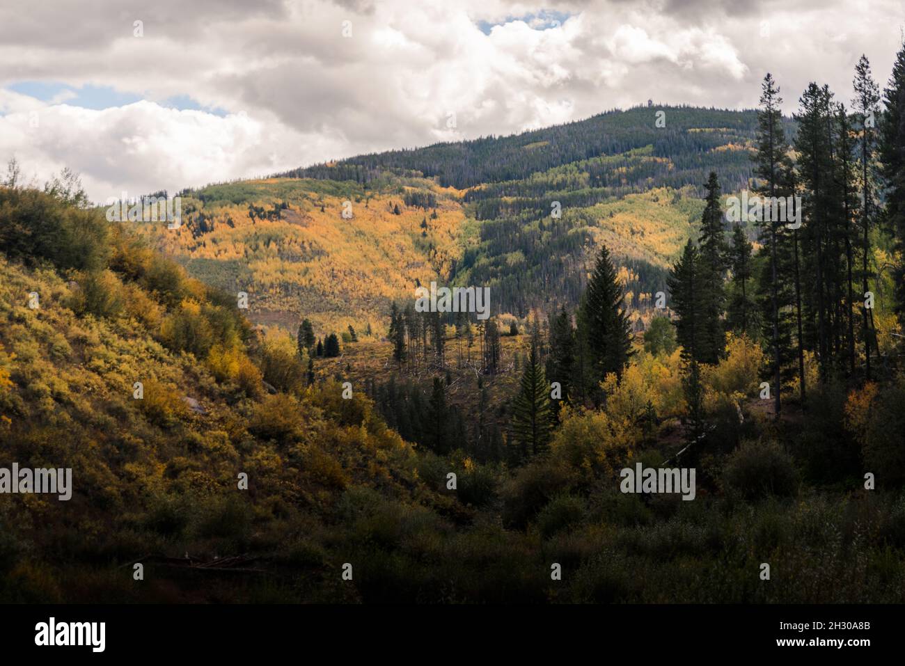 Fall foliage in Vail, Colorado Stock Photo - Alamy