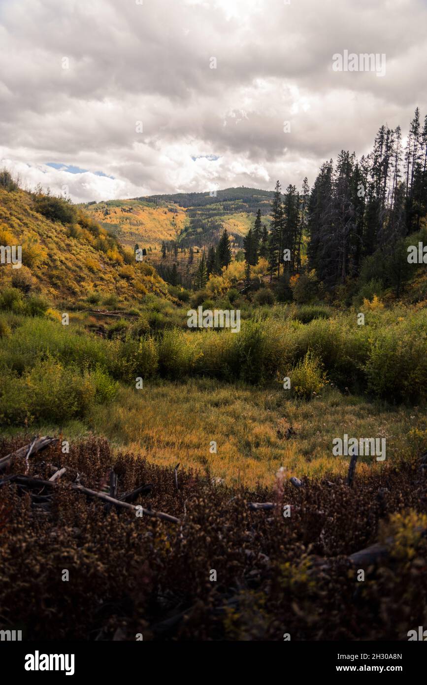 Fall foliage in Vail, Colorado Stock Photo - Alamy