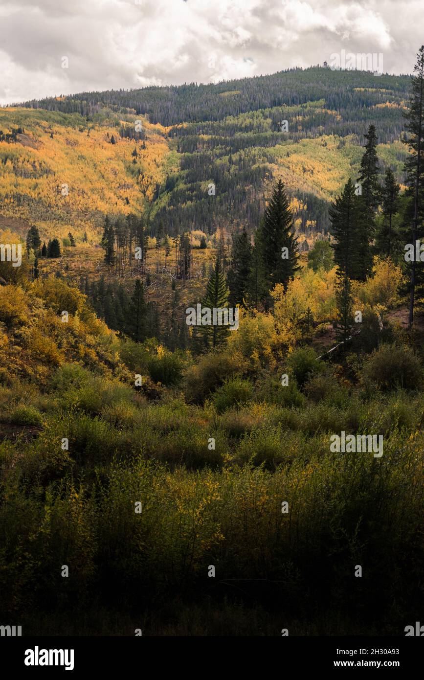 Fall foliage in Vail, Colorado Stock Photo - Alamy