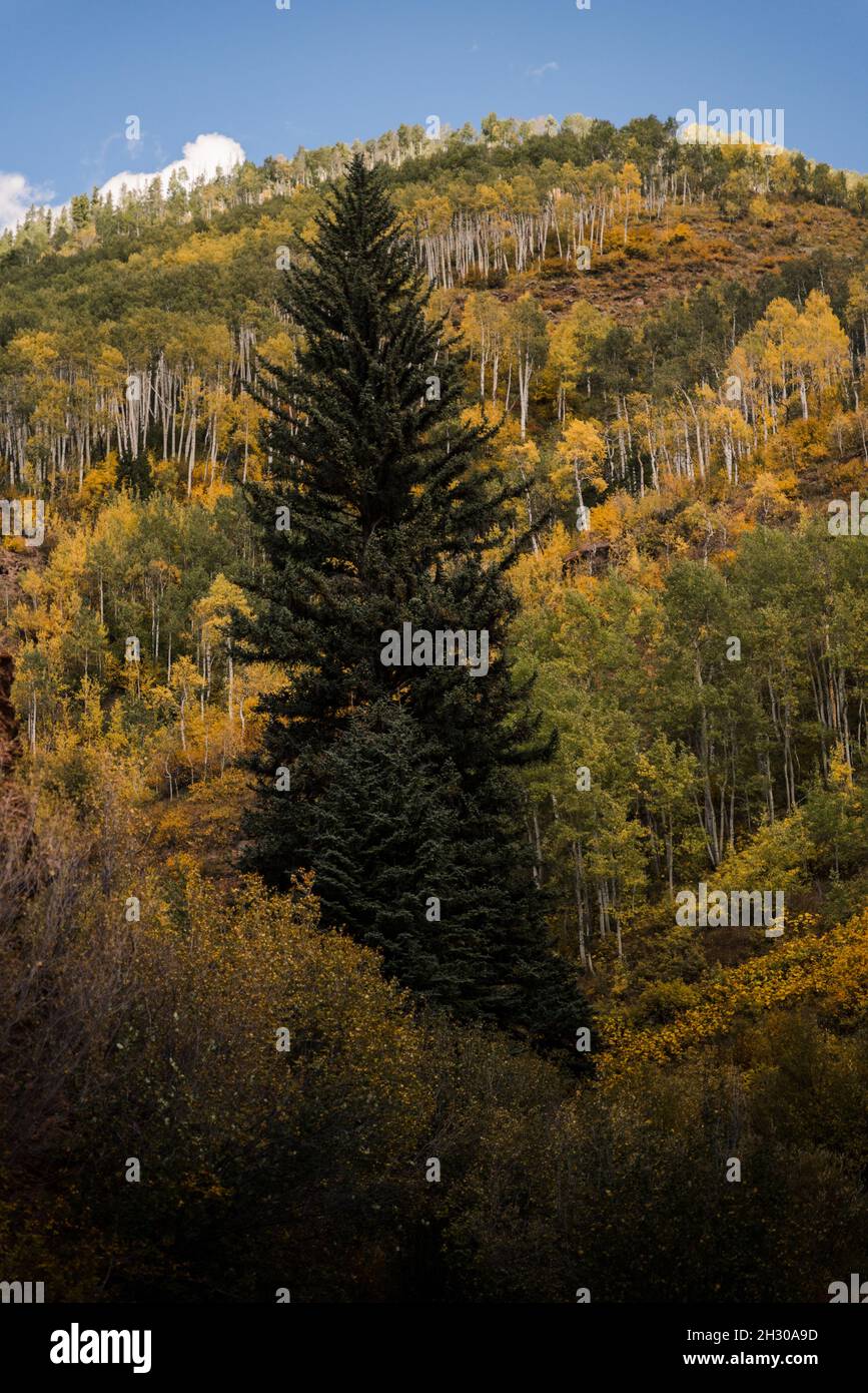 Fall foliage in Vail, Colorado Stock Photo - Alamy
