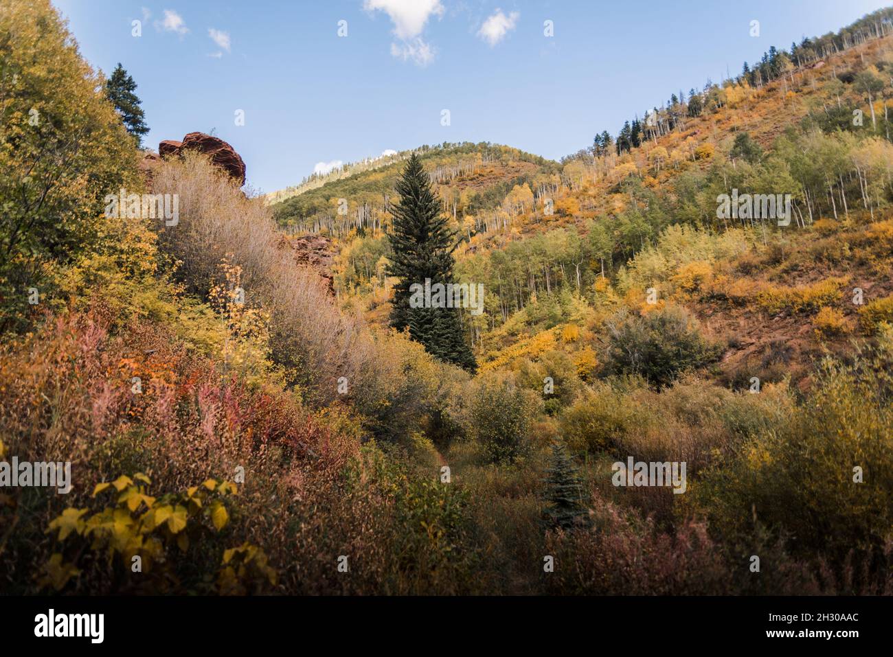Fall foliage in Vail, Colorado Stock Photo - Alamy
