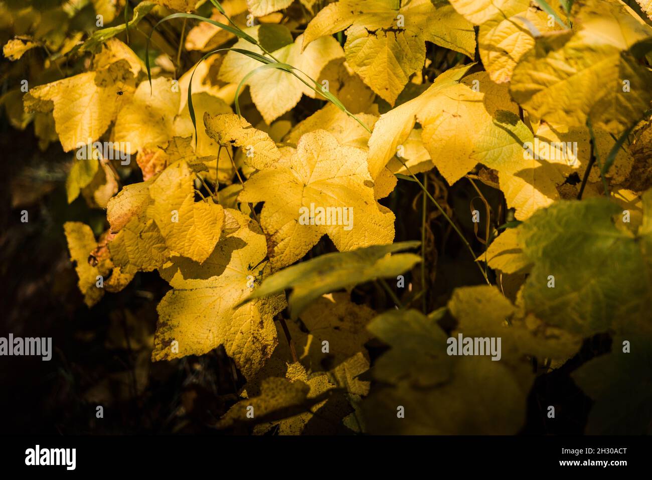 Fall foliage in Vail, Colorado Stock Photo - Alamy