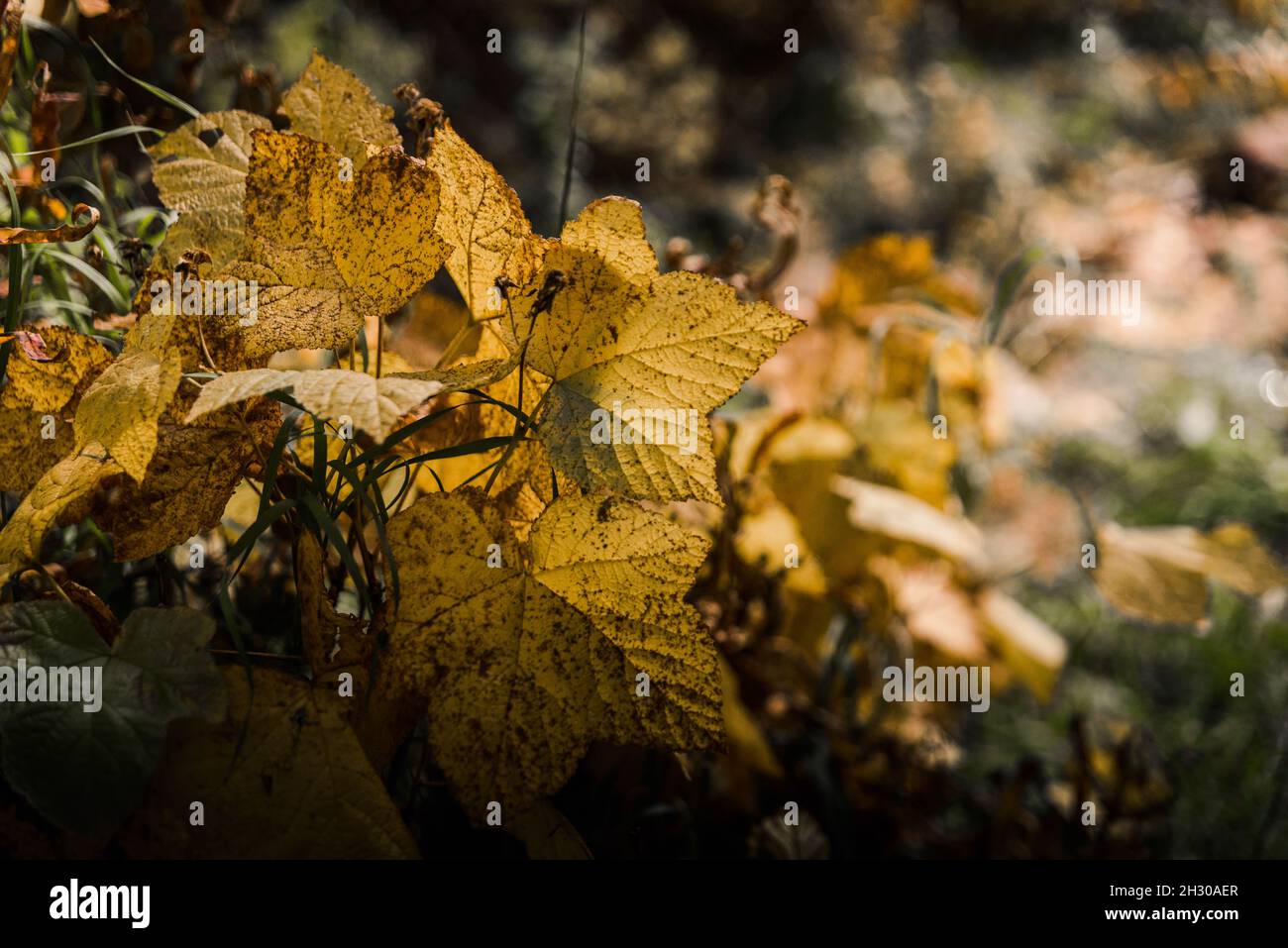 Fall foliage in Vail, Colorado Stock Photo - Alamy