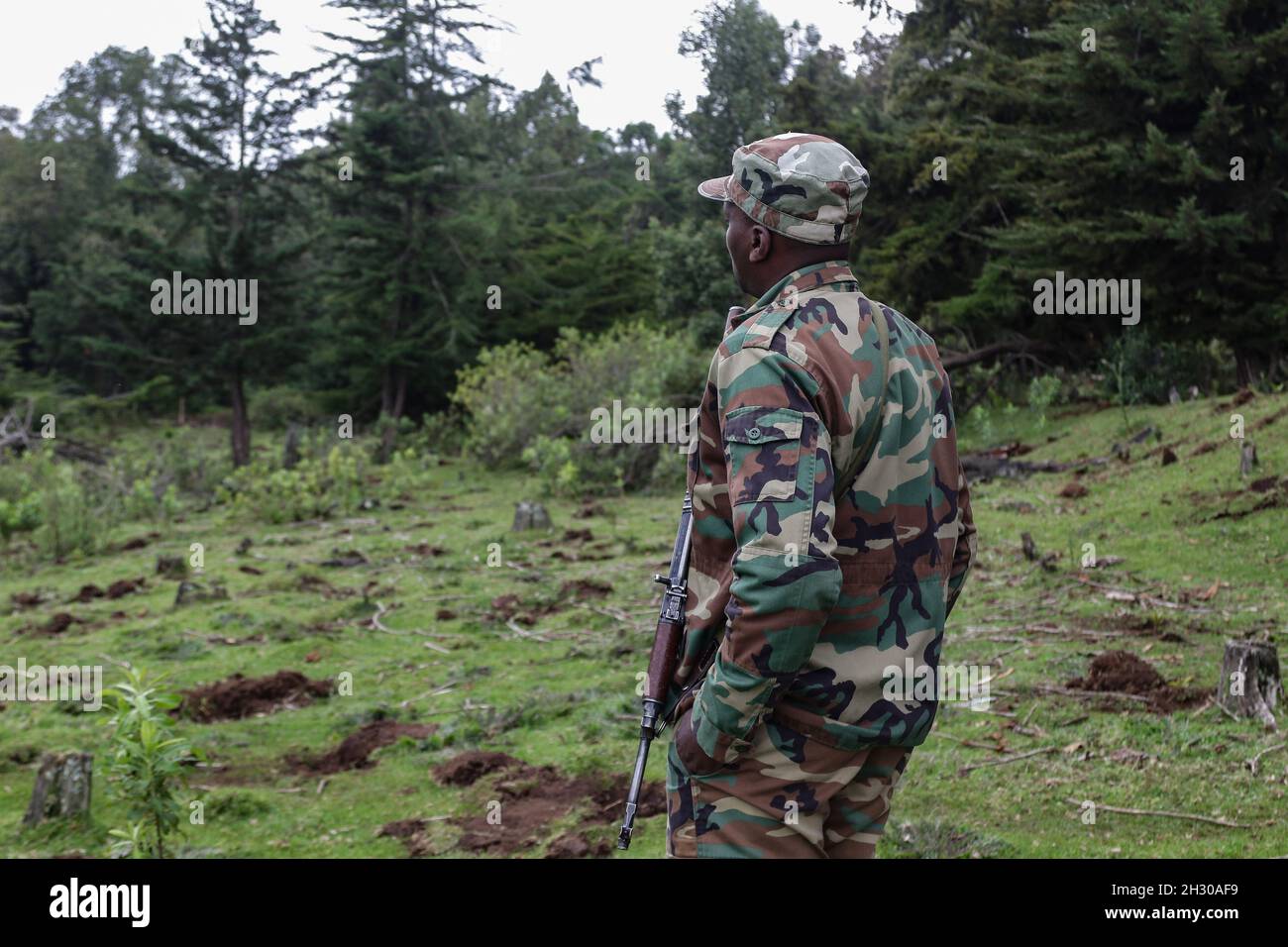An armed Kenya forest service ranger stands on guard at a deforested ...