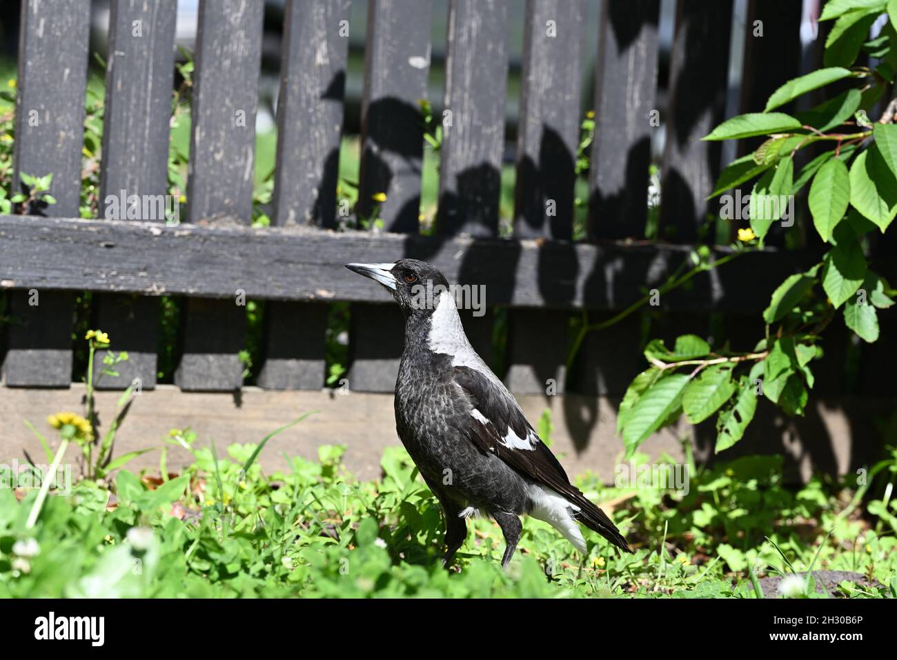 Left side of a female Australian magpie exploring the edge of a sunlit ...