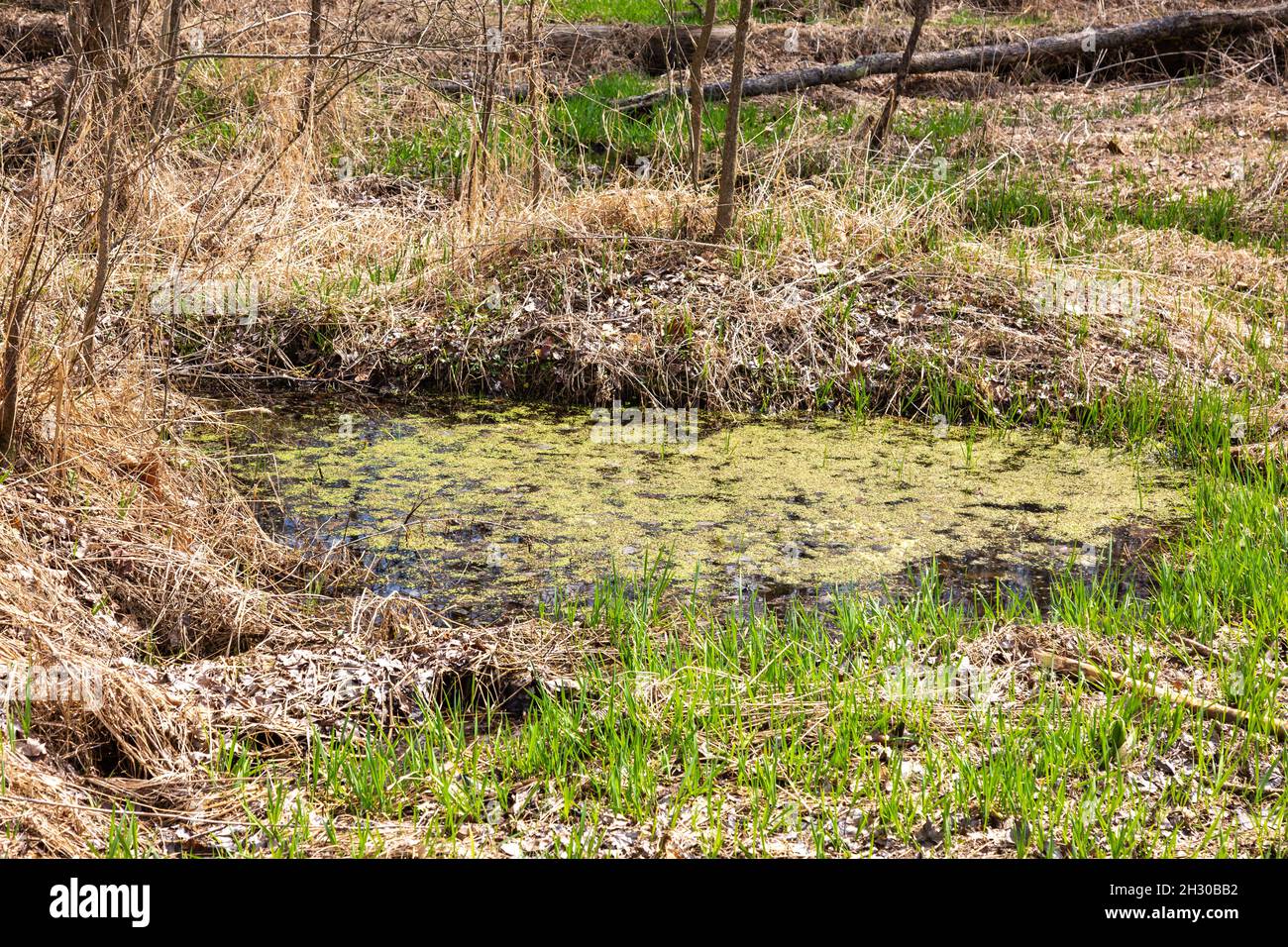 Wetlands and duckweed hi-res stock photography and images - Alamy
