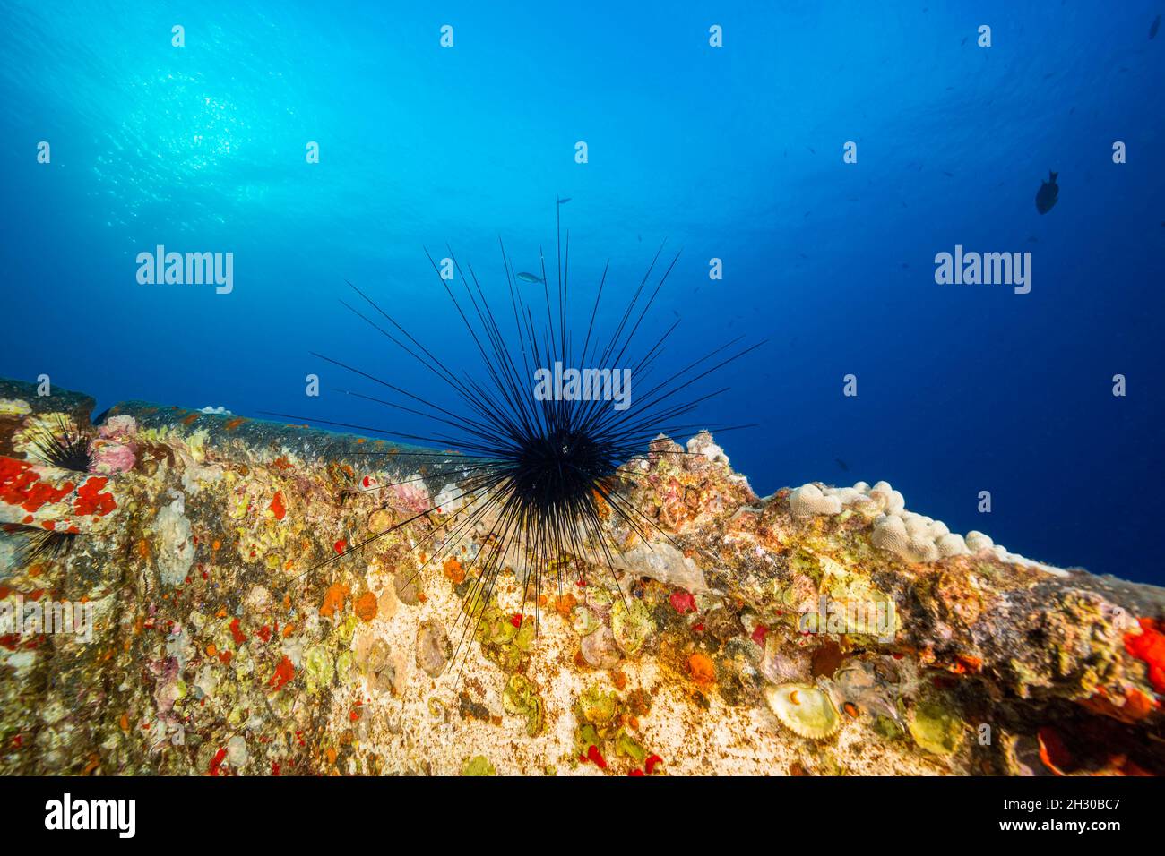 This long-spined sea urchin, Diadema paucispinum, is consuming algae ...