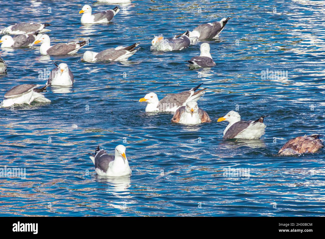 White Pigeons Swimming in Blue Water Stock Photo - Alamy