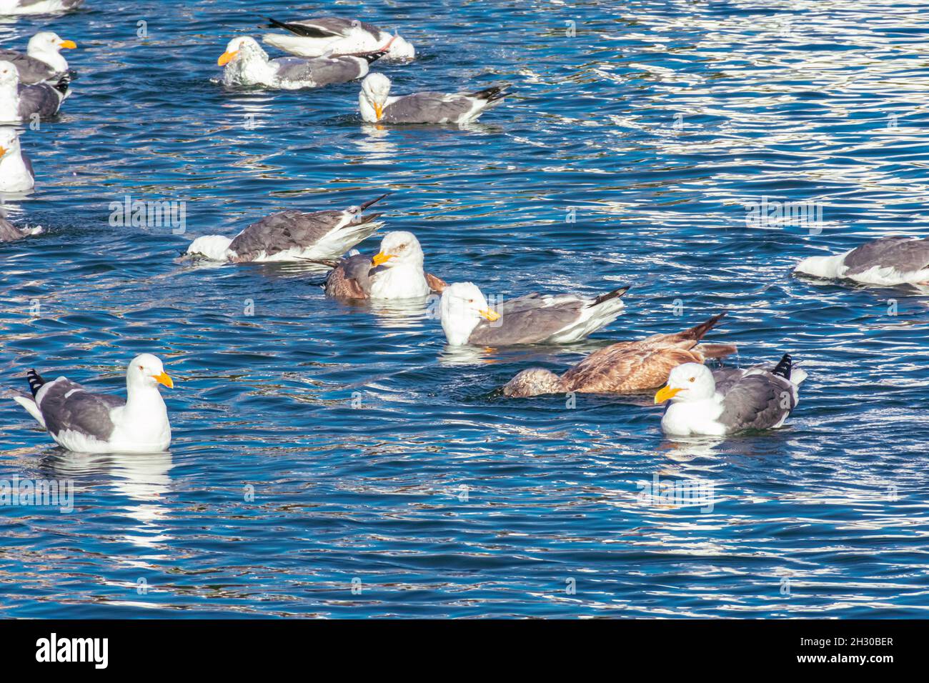 White Pigeons Swimming in Blue Water Stock Photo - Alamy