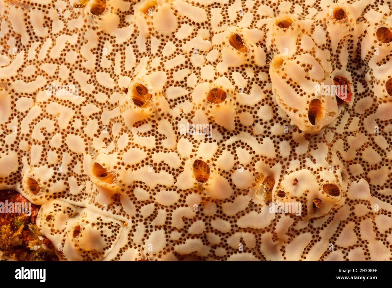 This tunicate, Aplidium sp, is a compound ascidian common in caves and ...