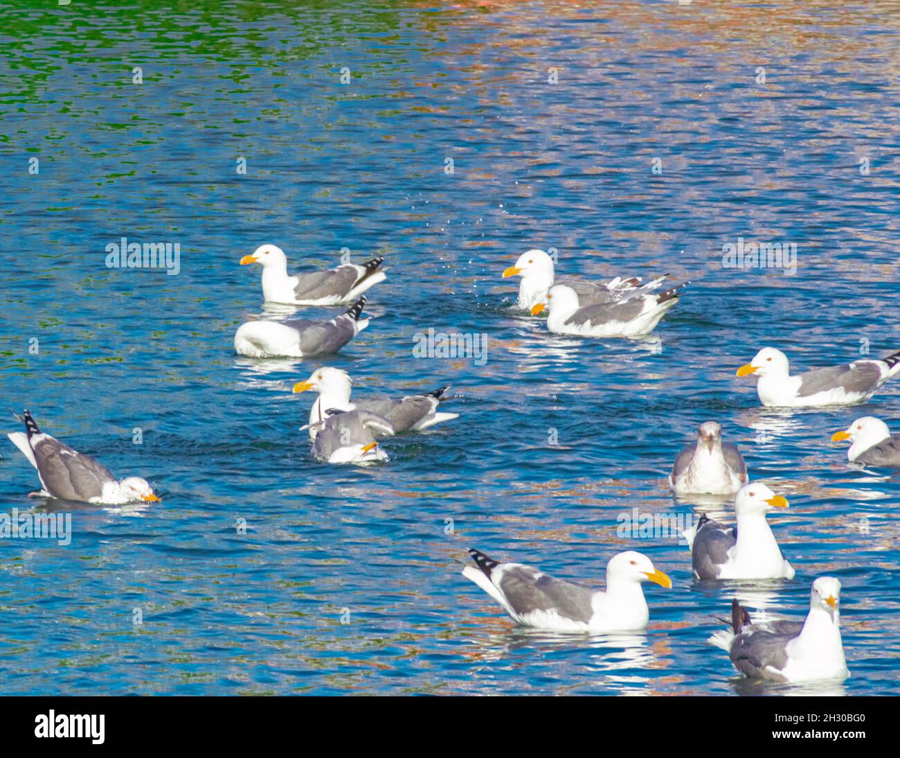 Swimming pigeons hi-res stock photography and images - Alamy