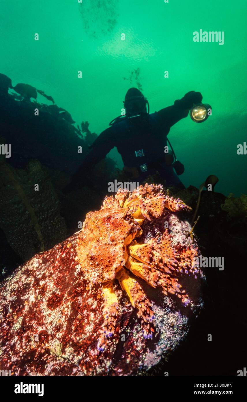 Puget sound king crabs, Lopholithodes mandtii, and diver (MR), British ...