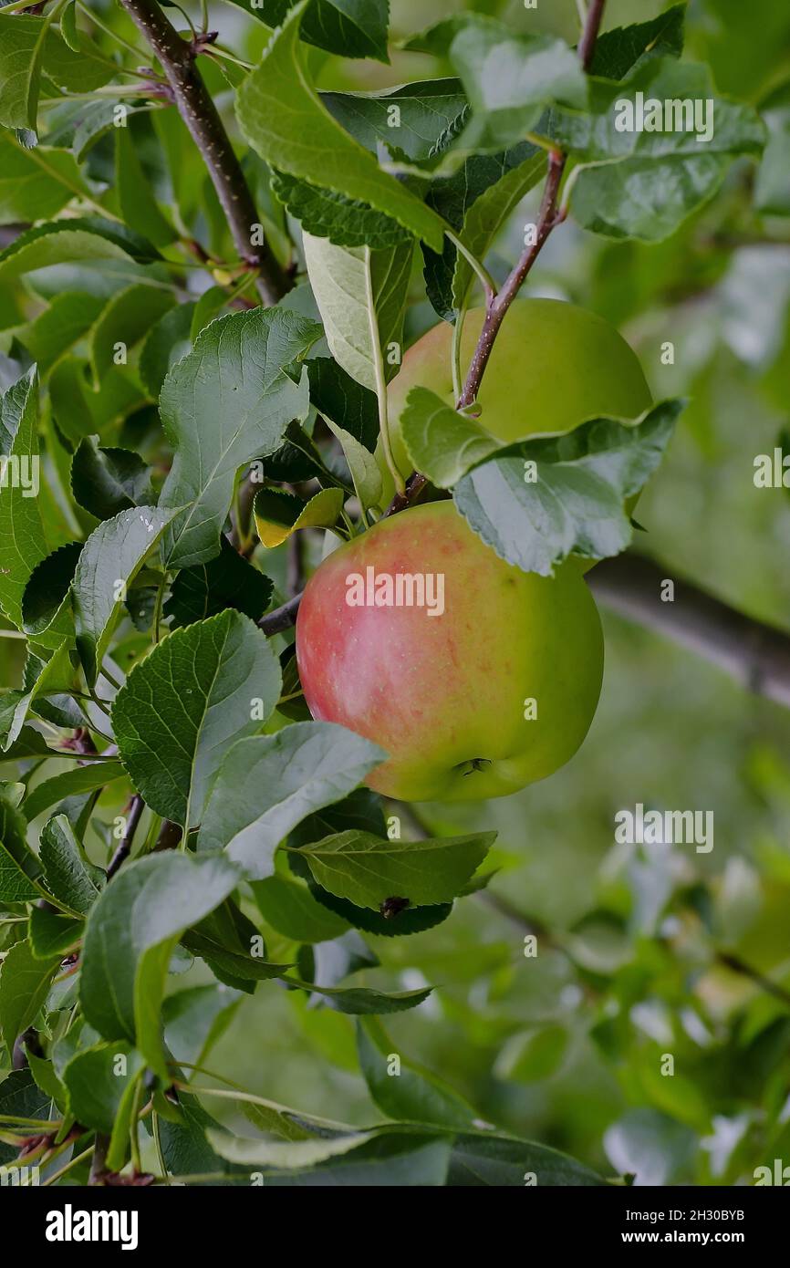 Early apple of the variety Piros, Malus domestica Piros, dessert apple ...