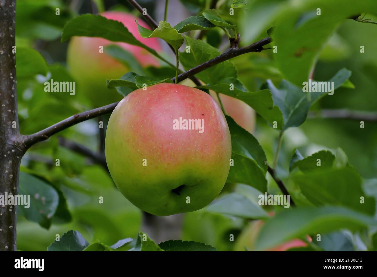 Early apple of the variety Piros, Malus domestica Piros, dessert apple ...