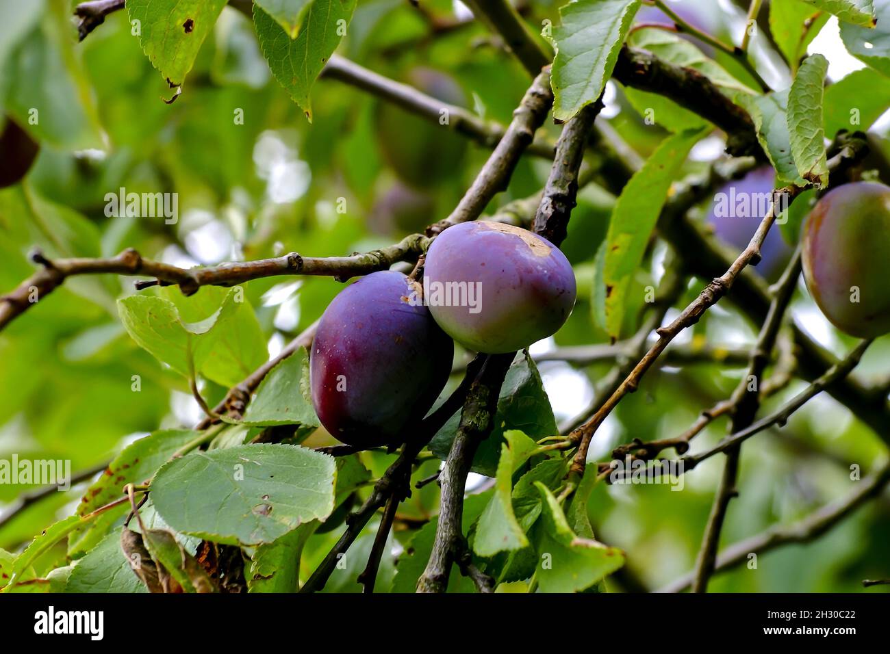 Common plum - Prunus domestica - already purple colored in late summer ...