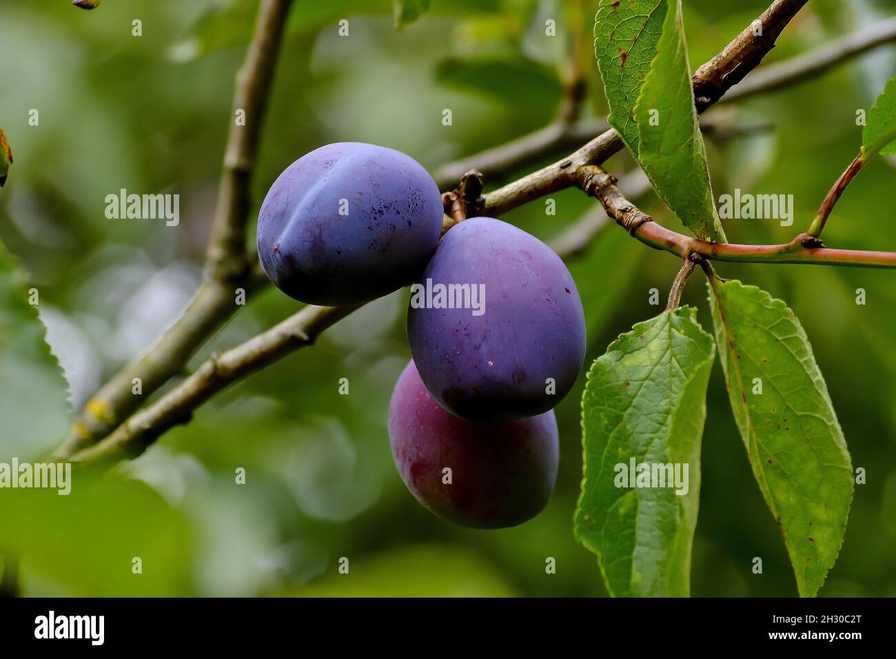 Common plum hi-res stock photography and images - Alamy