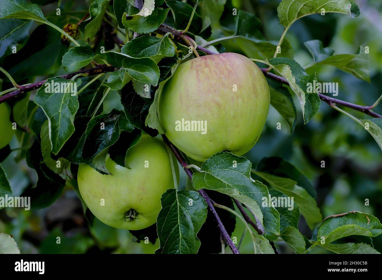 Late apple of the variety Reanda - Malus domestica Reanda - shortly ...