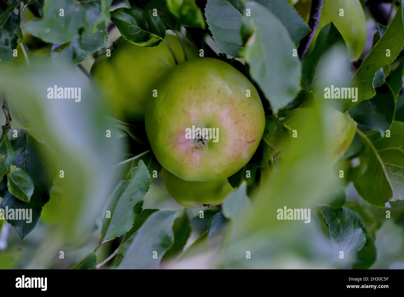 Topaz apple malus hi-res stock photography and images - Alamy
