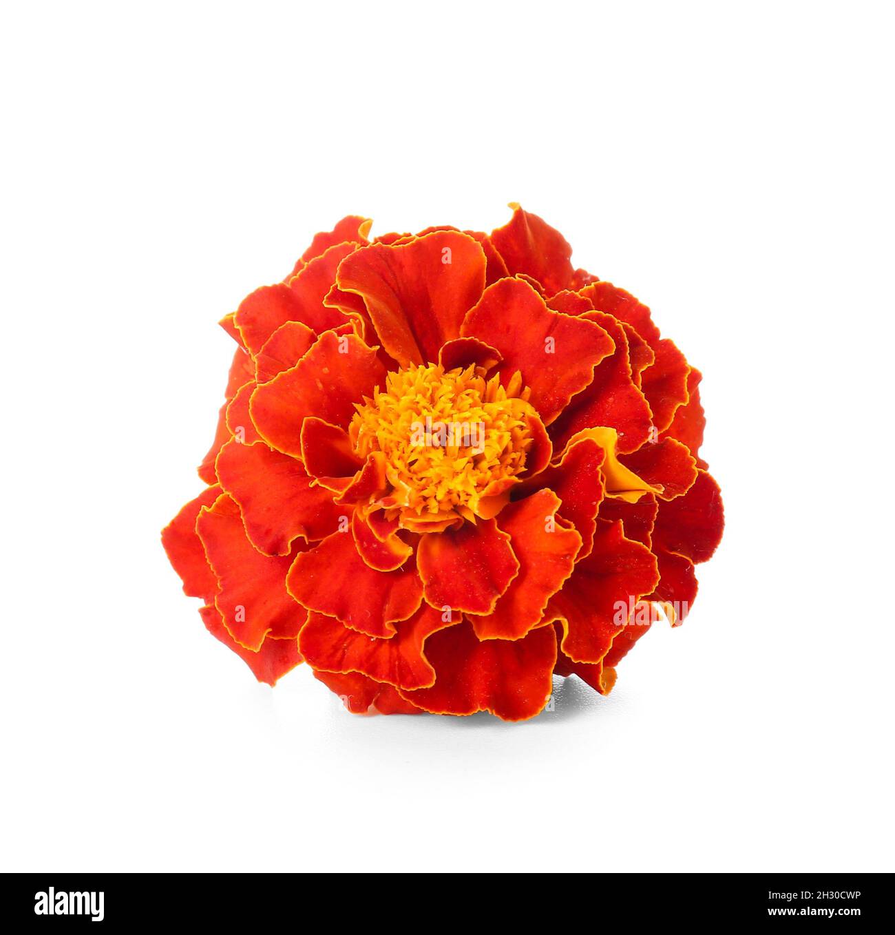 Single marigold flower isolated on white background Stock Photo - Alamy