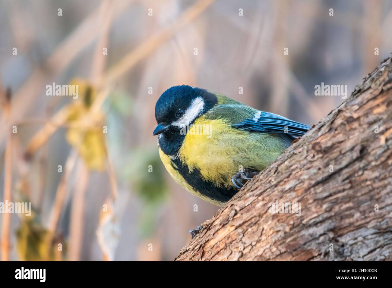 Cute bird Great tit, songbird sitting on a branch without leaves in the ...
