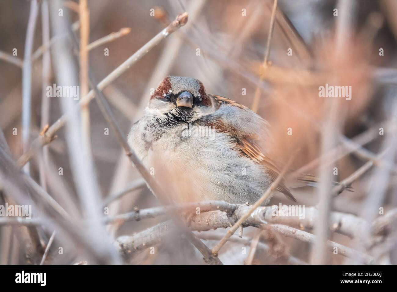 Sparrow sits on a branch without leaves. Sparrow on a branch in the ...