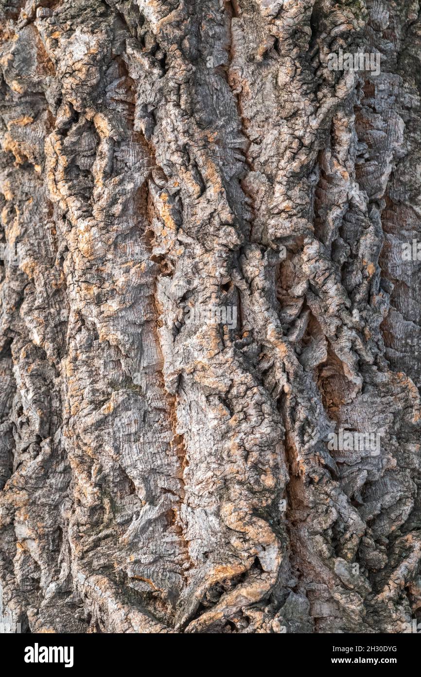 Cork bark texture with a hollow. Tree bark texture. Natural background ...