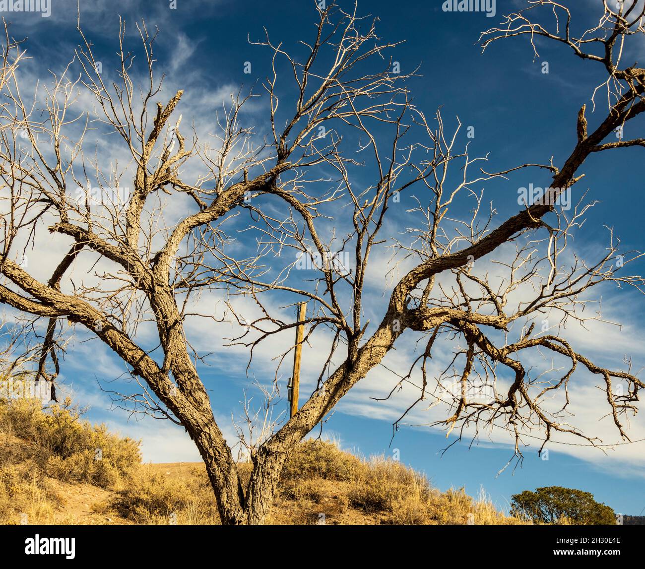 Partly dead tree hi-res stock photography and images - Alamy