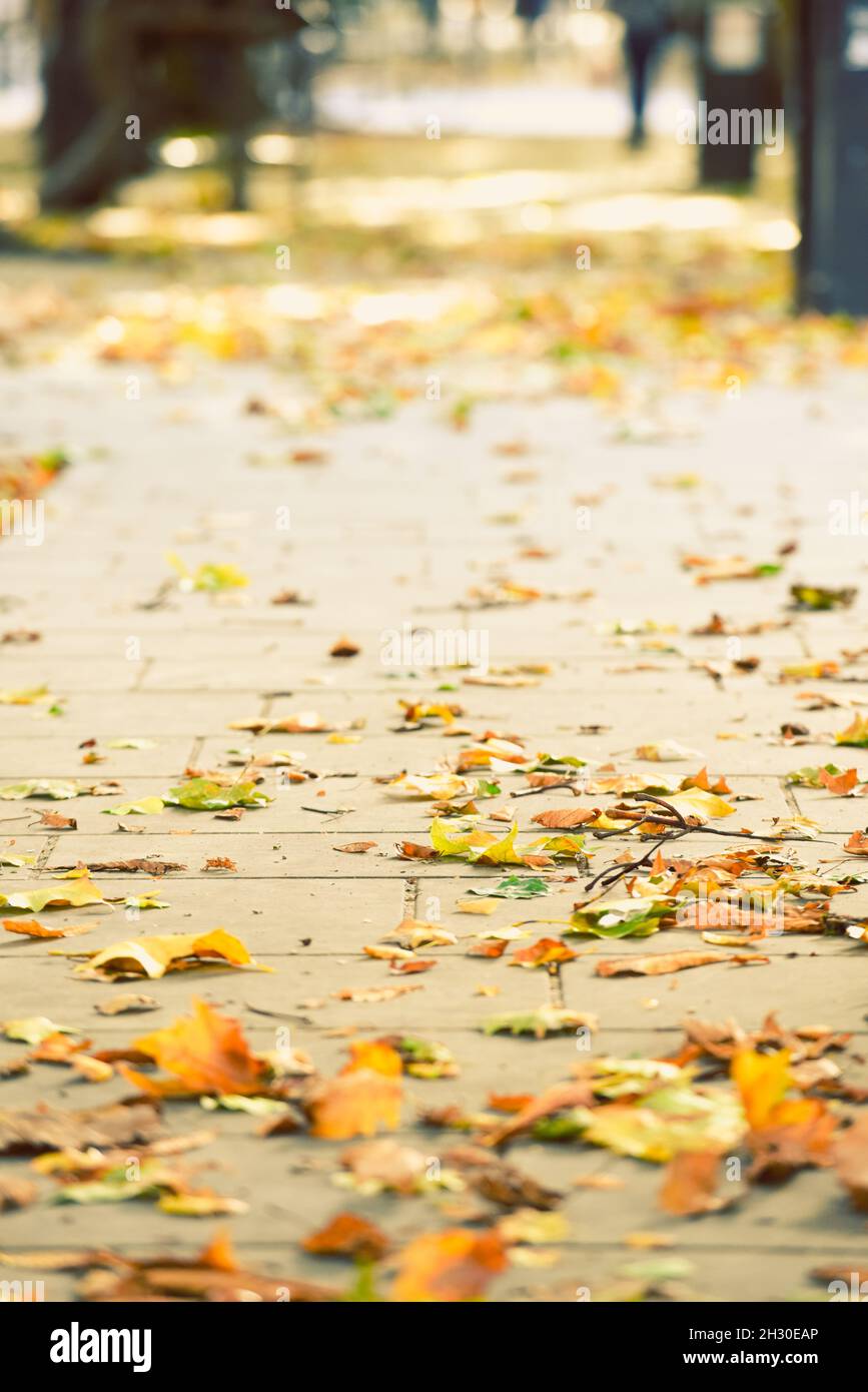 Autumn leaves fall on the town centre pavement during a sunny day Stock ...