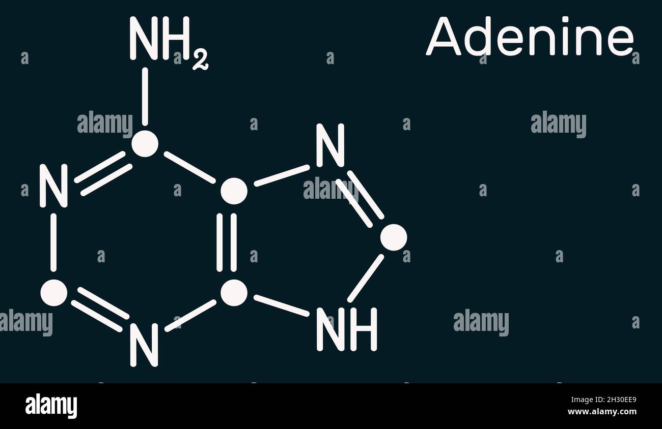 Adenine, Ade molecule. It is purine nucleobase, fundamental unit of the ...