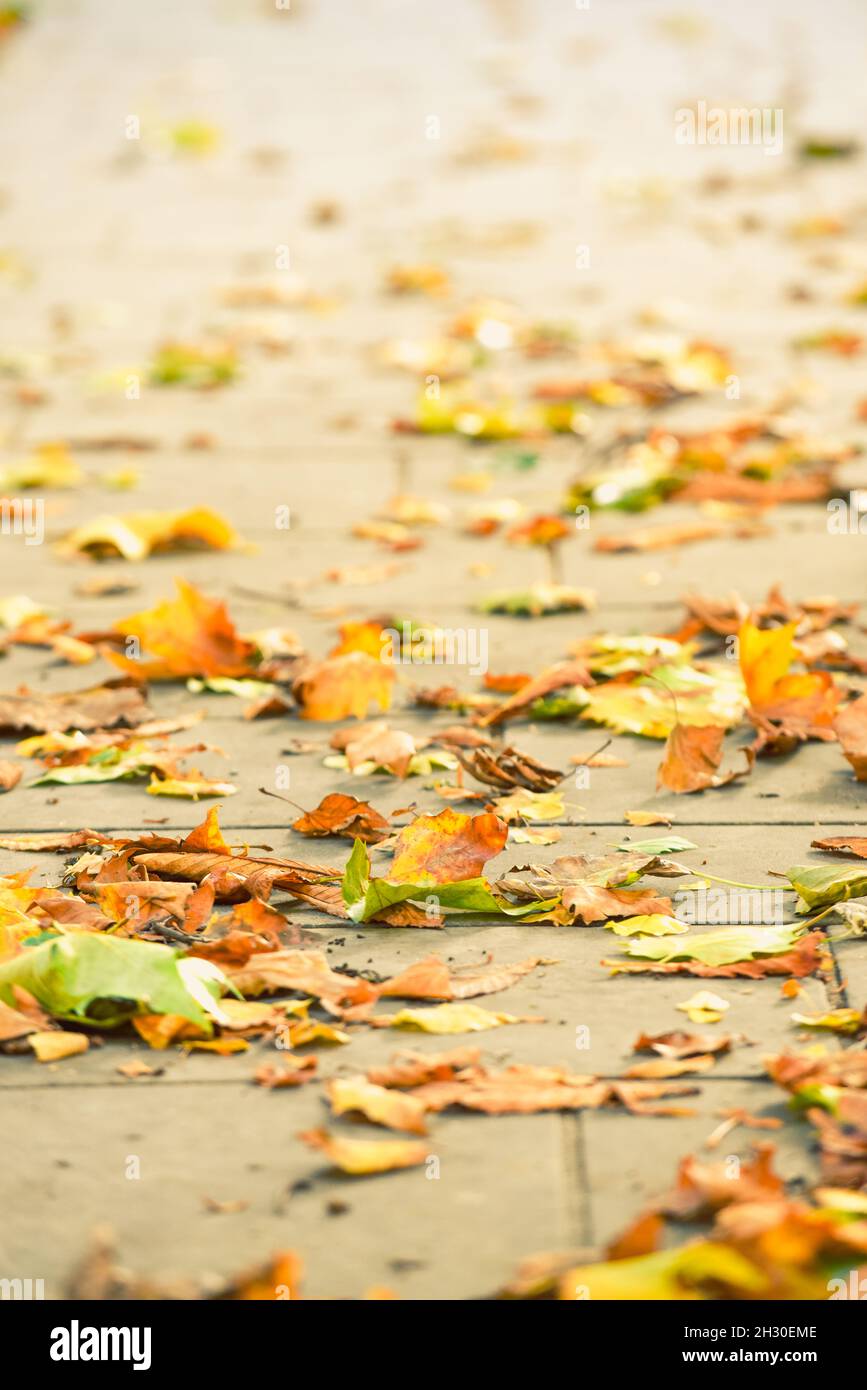 Autumn leaves fall on the town centre pavement during a sunny day Stock ...