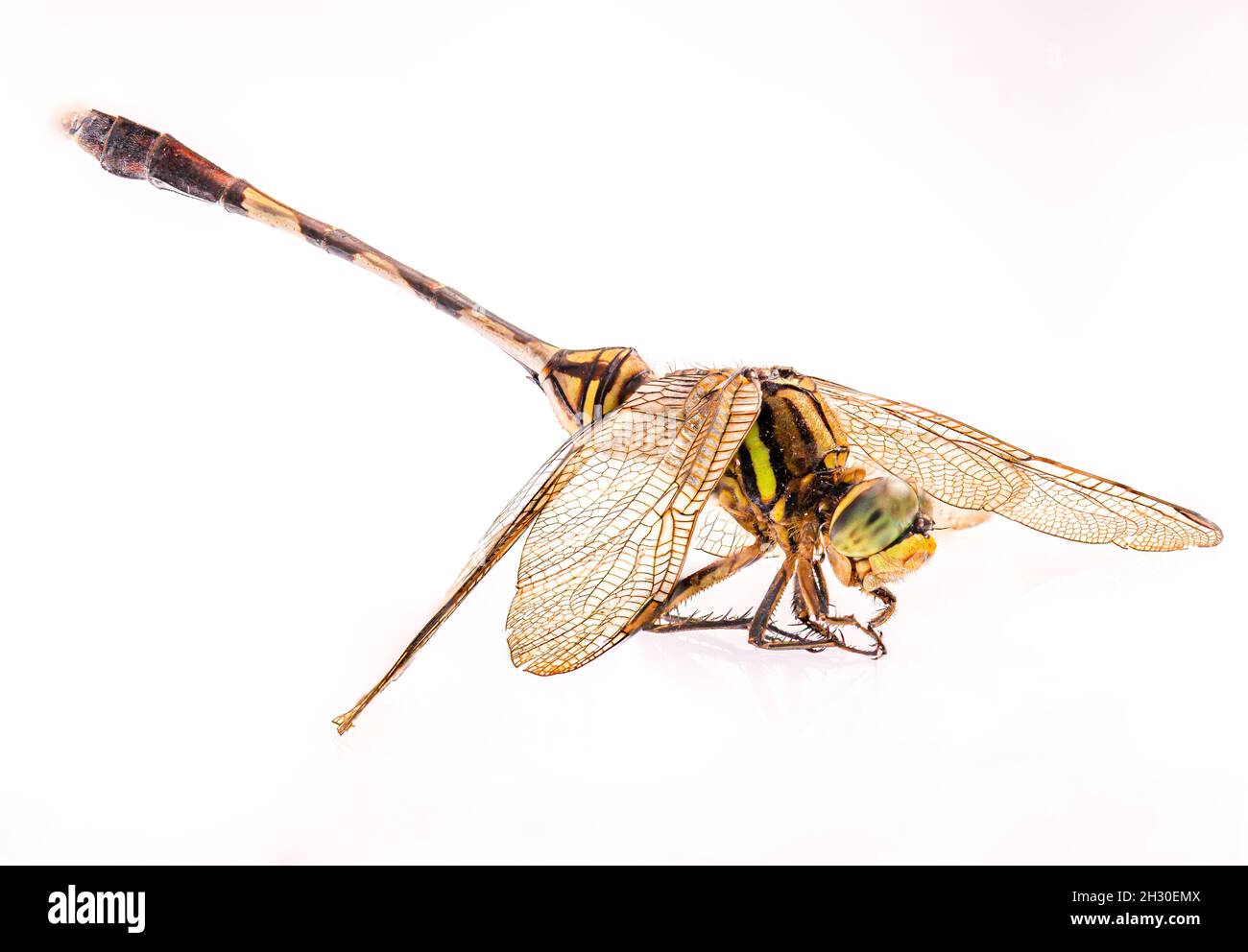 A dragonfly isolated on a white background, viewed from the side, for ...