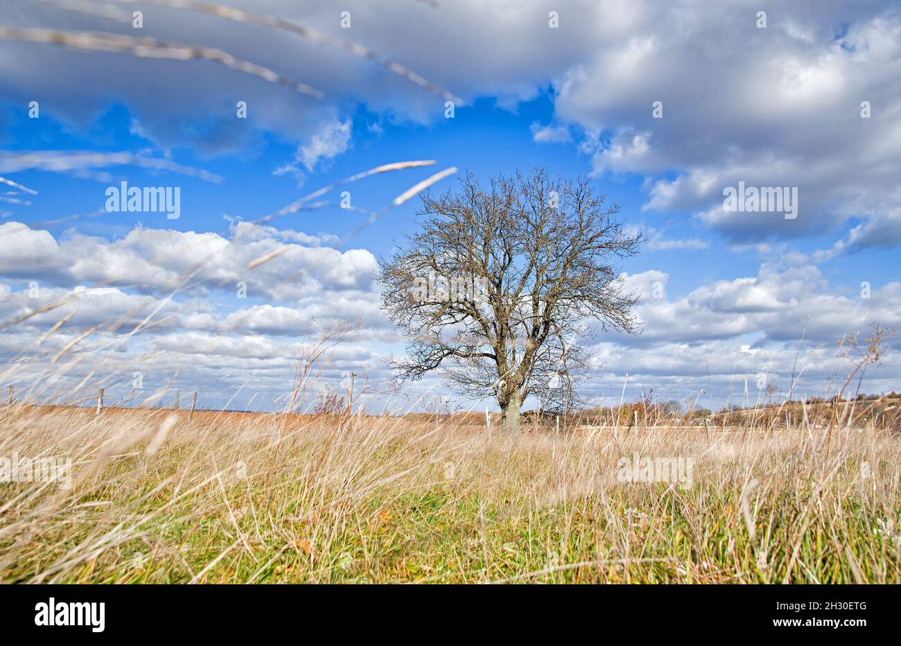 Lonely autumn tree hi-res stock photography and images - Alamy