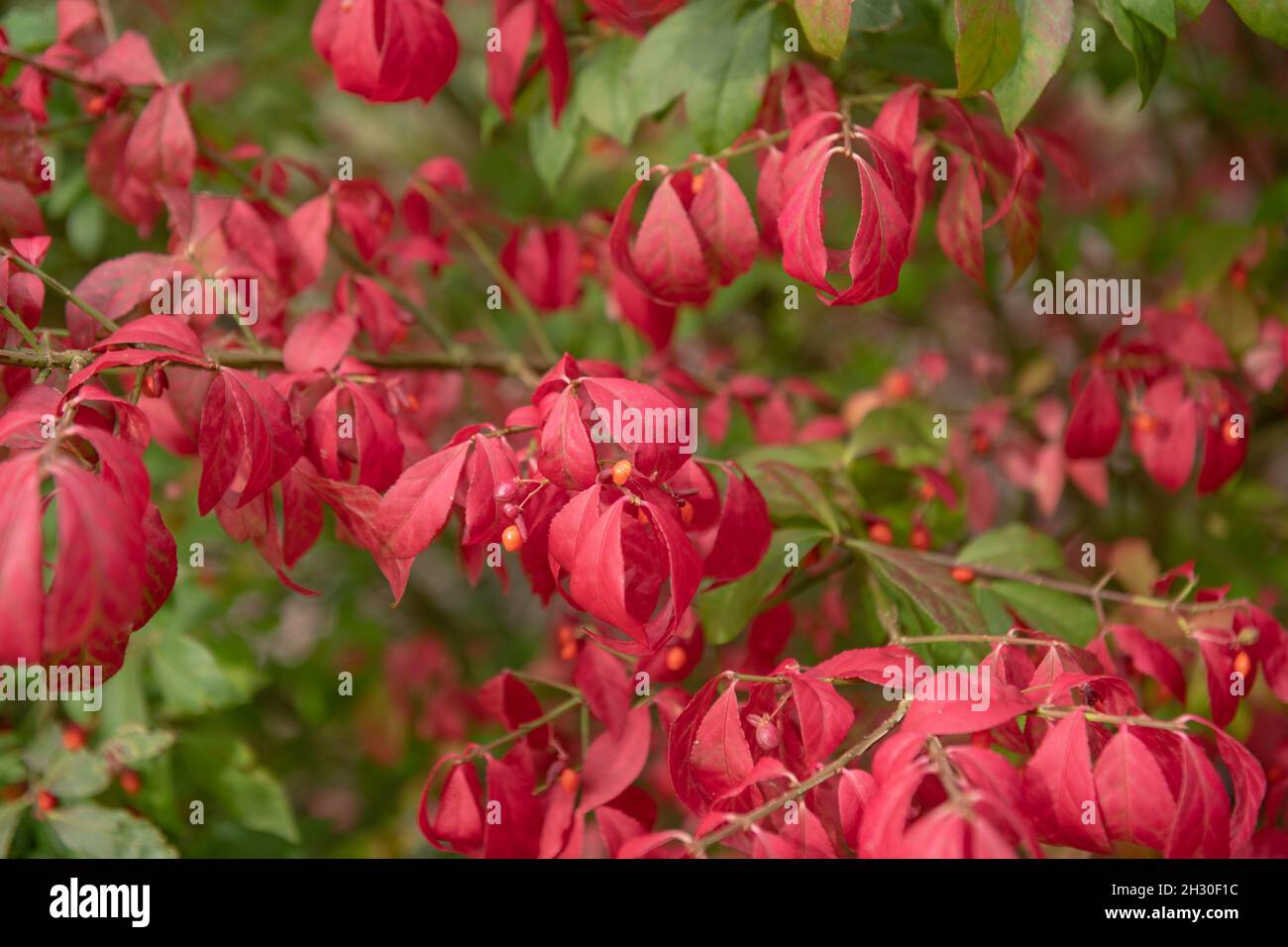 Euonymus alatus winged spindle tree hi-res stock photography and images ...