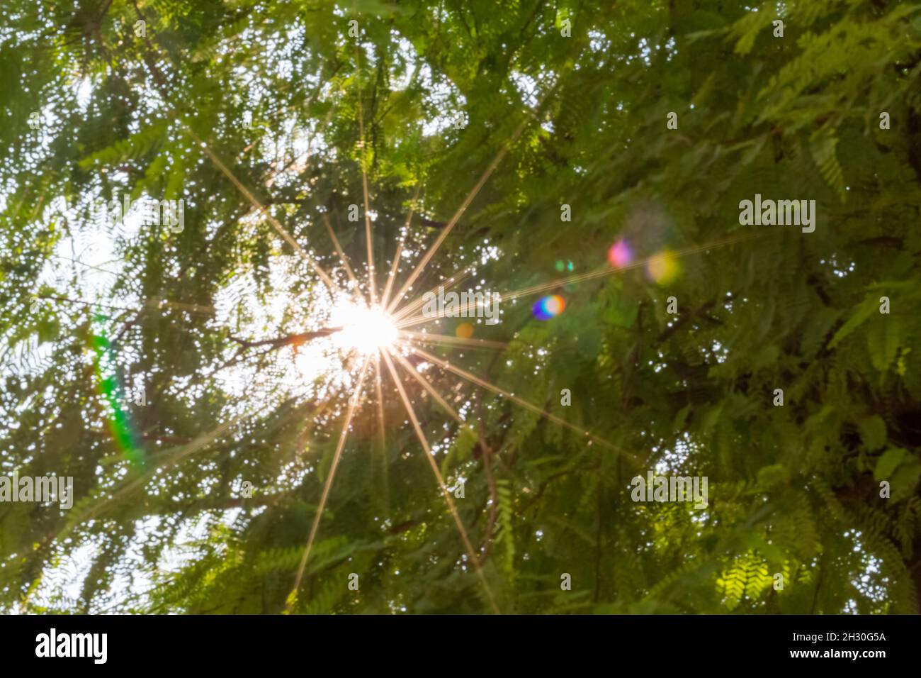 Blurred abstract of sun on the trees with lens flare on green ...