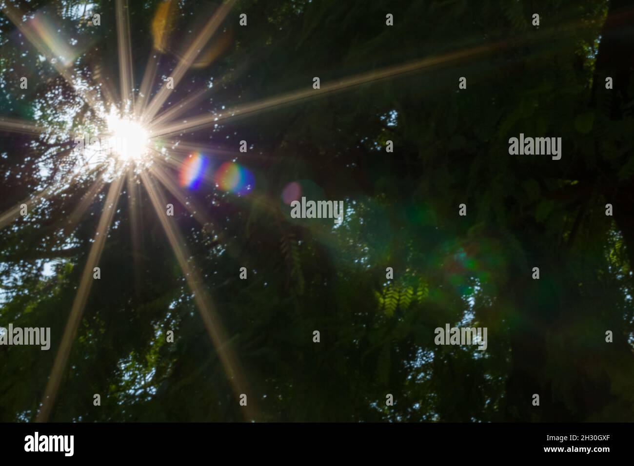 Blurred abstract of sun on the trees with lens flare on green ...